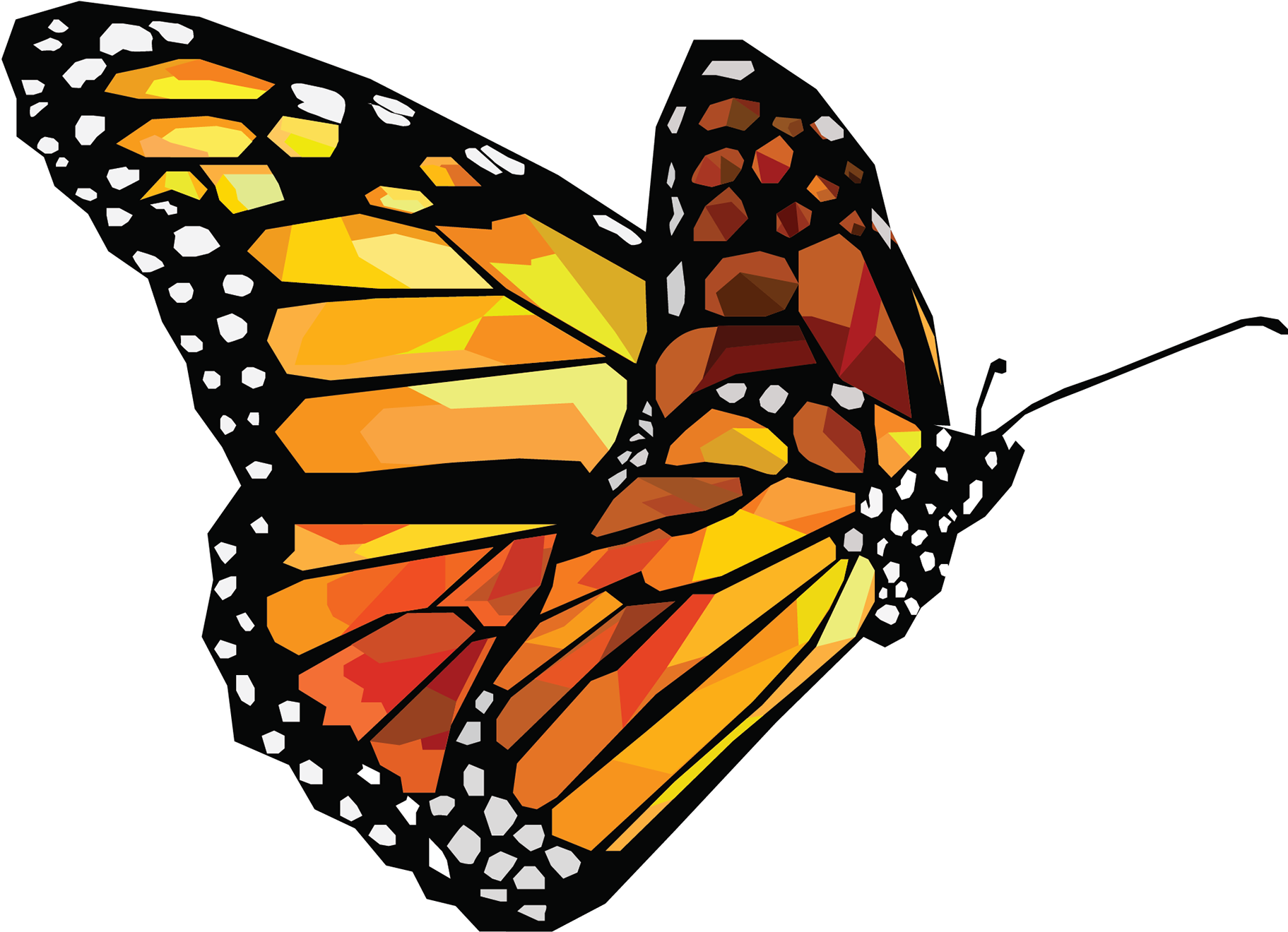 Download HD Butterfly - Butterfly Vector Png Transparent PNG Image ...