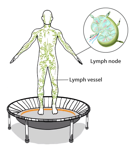 Download HD A Graphic Representation Of The Human Lymphatic System ...
