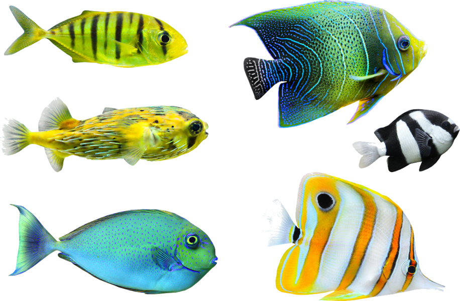 Download Tropical Fish - Tropical Fish Png - HD Transparent PNG ...