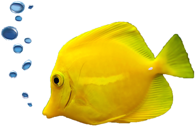Download Rates & Booking - Fish With Bubbles Png - HD Transparent PNG ...