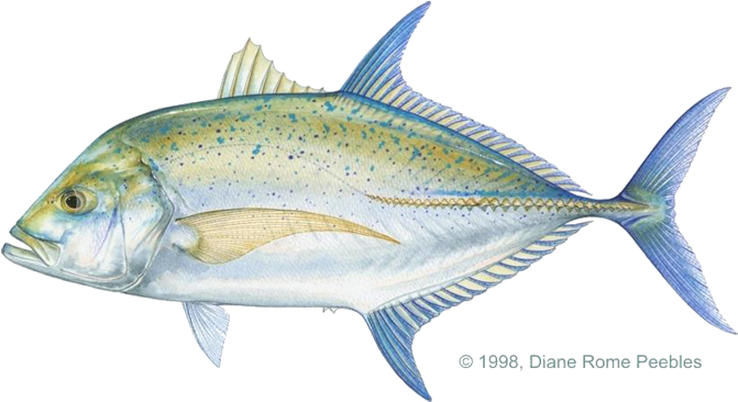 Download HD Bluefin Trevally Transparent PNG Image - NicePNG.com