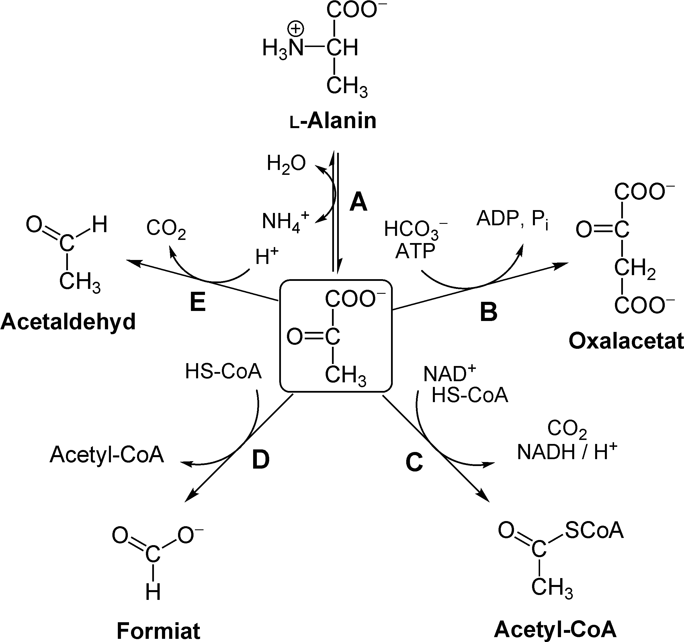 Download Pyruvate Reactions - Reactions That Give Pyruvate - HD ...