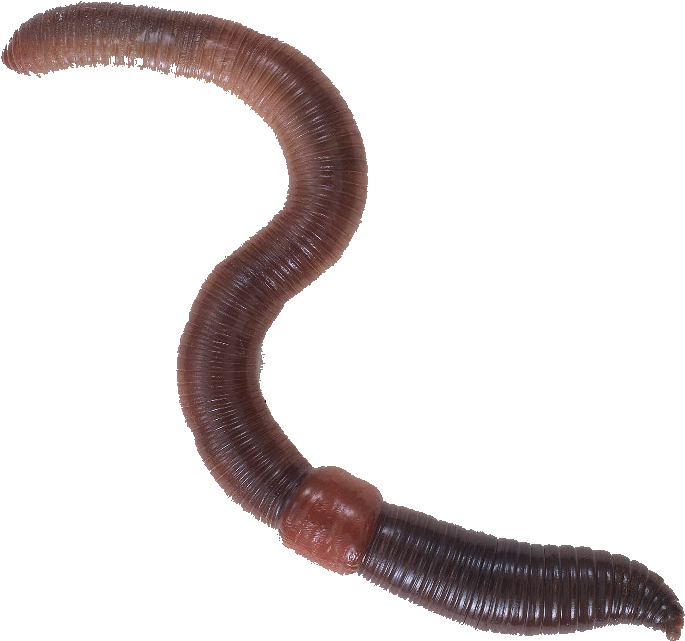 Download Thanolekgolo - Worm Transparent Background - HD Transparent ...