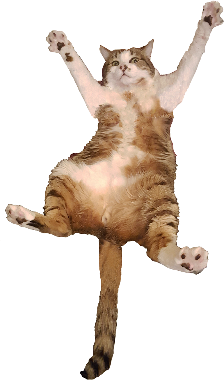 Download HD Animalbig Cat - Jumping Cat Transparent Transparent PNG ...