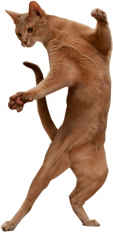 Download Dancing Cat - Dancing Cat Transparent Background - HD ...