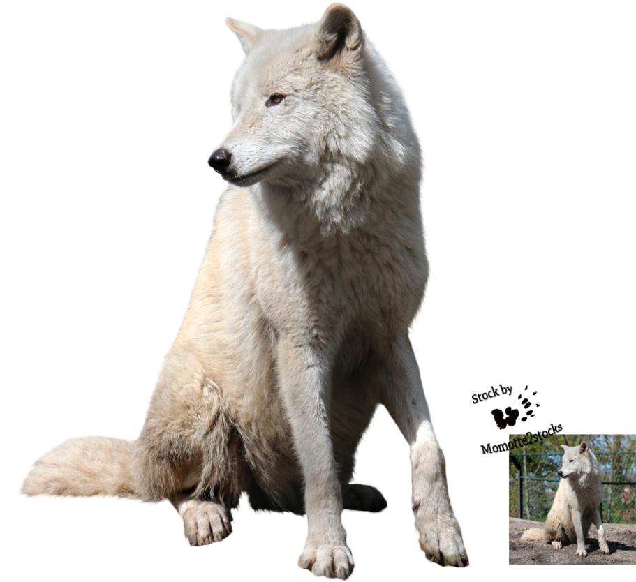 Download Download Wolf Png Transparent Images Transparent Backgrounds ...