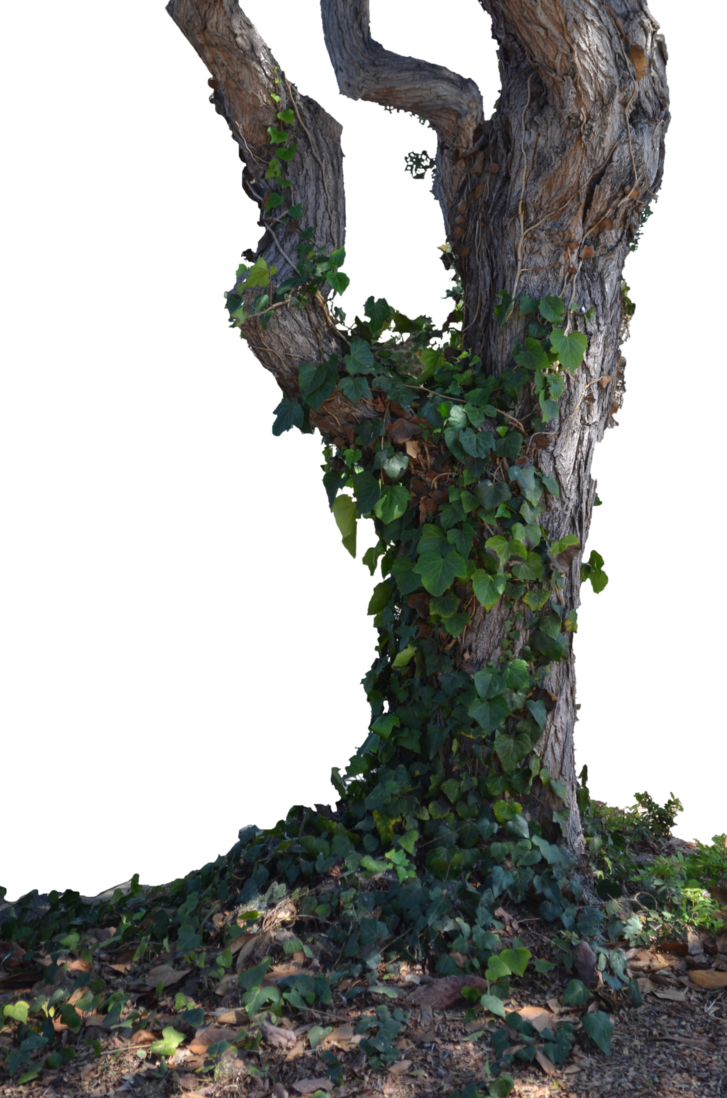 Download Tree Stem Png - Tree Trunk Png - HD Transparent PNG - NicePNG.com