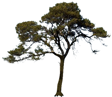 Download Scots Pine Tree Transparent Image - Trees No Background Png ...