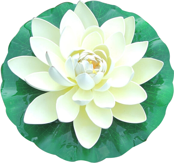 Download Dia 60cm Pond Foam Lotus, Floating Lotus Milk White - Lotus ...