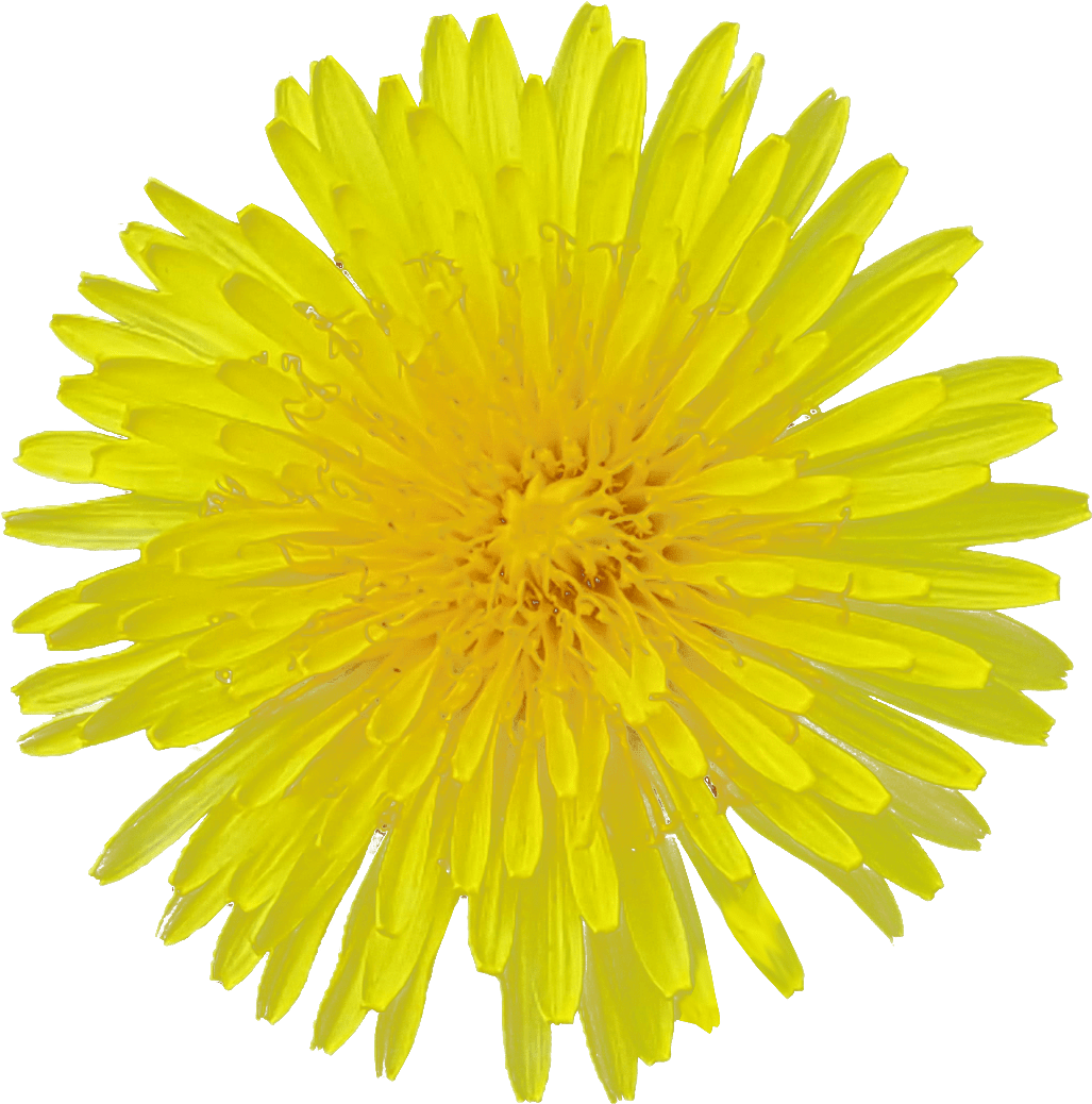 Download HD Dandelion Flower Transparent Image Flower - Flower With ...