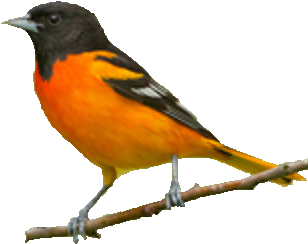Download Baltimore Oriole Bird Png - HD Transparent PNG - NicePNG.com