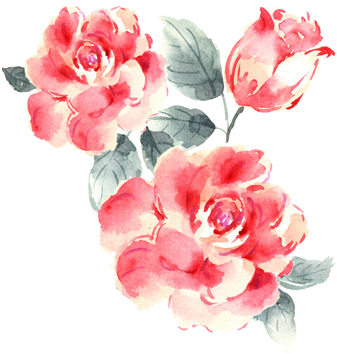 Download HD Garden Roses Drawing - Rose Drawing Pink Transparent PNG ...