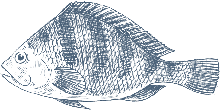 Download HD Tilapia Png Royalty Free Library - Tilapia Drawing Fish ...