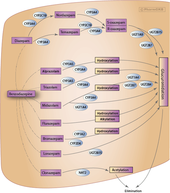 Download HD Benzodiazepine Pathway, Pharmacokinetics Diagram ...