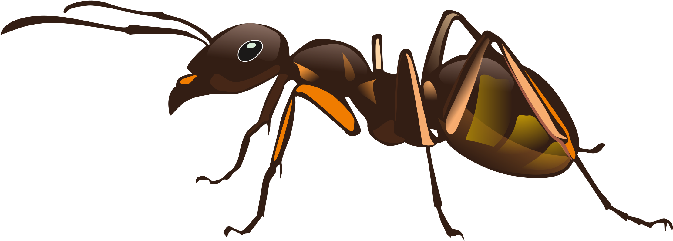 Download Ant Clipart Big Ant - Ant - HD Transparent PNG - NicePNG.com