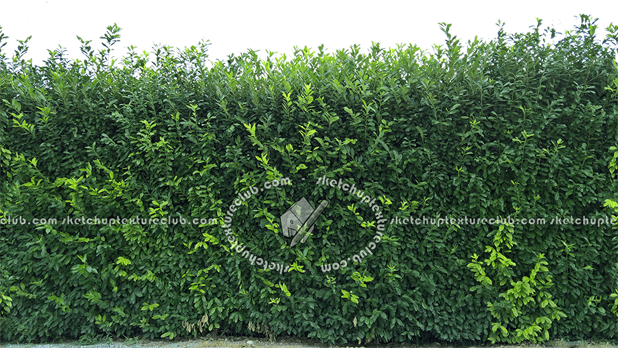Download HD Hedge Texture Seamless Download - Cutout Hedge Transparent ...