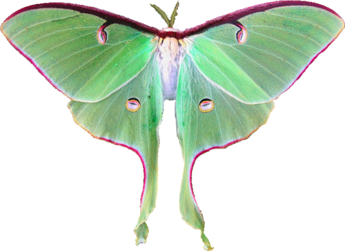 Download Luna Moth Fairy - Moth Png - HD Transparent PNG - NicePNG.com