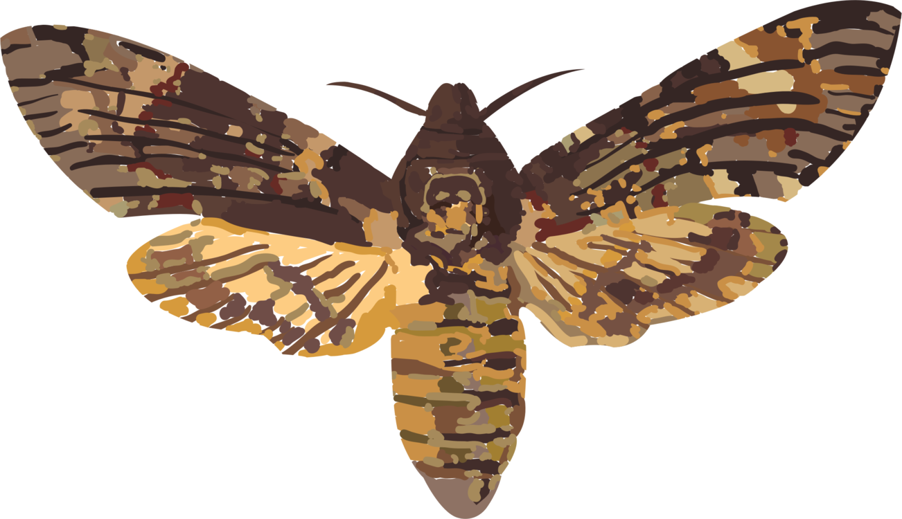 Download African Death's Head Hawkmoth Hawk Moths Elephant Hawk-moth ...