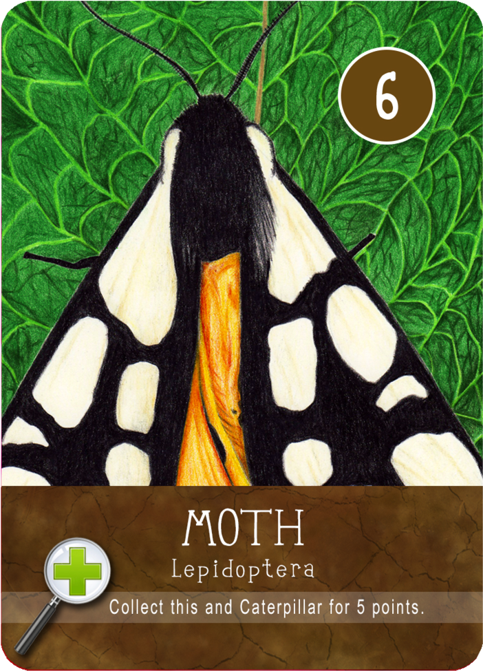 Download HD Moth Transparent PNG Image - NicePNG.com