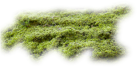 Download HD Moss Png - Hd Moss Png Transparent PNG Image - NicePNG.com