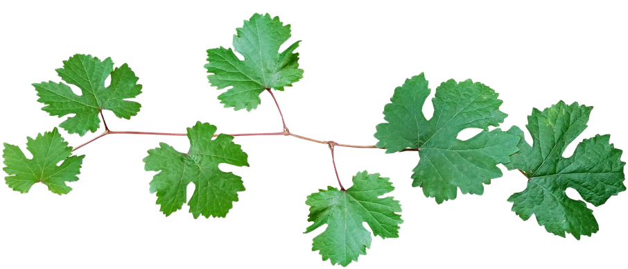 Download Grape Vine, Leaves, Branch - Grape Leaves Png - HD Transparent ...