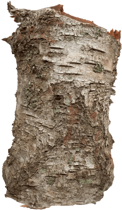 Download Birch Bark Extract - Bark Transparent Png - HD Transparent PNG ...