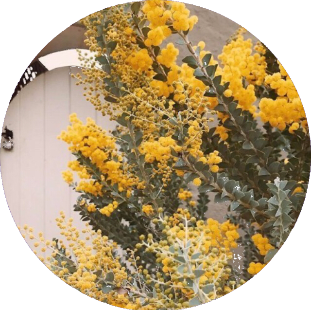 Download HD Yellow Aesthetic Icom Freetoedit Image Library Library ...