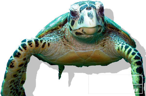 Download Importance Of Coral Reefs - Transparent Coral Reef - HD ...