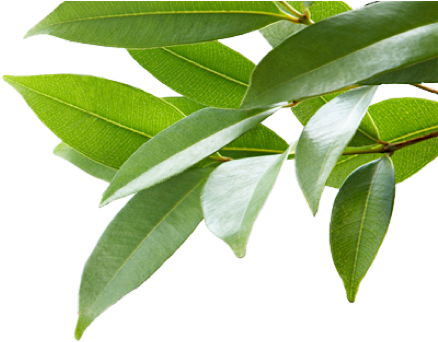 Download Real Leaf Transparent - HD Transparent PNG - NicePNG.com