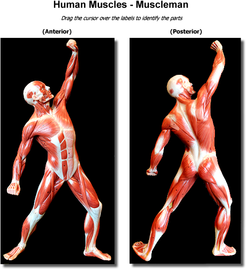 Download HD Humanmuscles Entire - Anatomy Transparent PNG Image ...