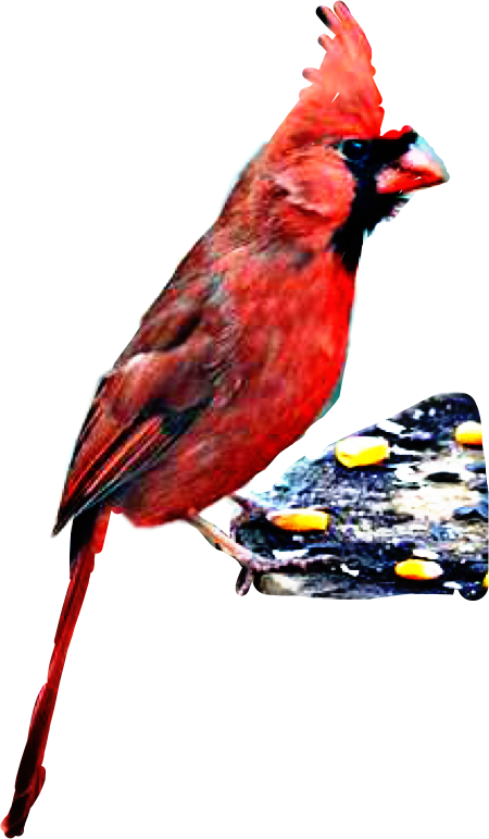 Download Northern Cardinal - HD Transparent PNG - NicePNG.com