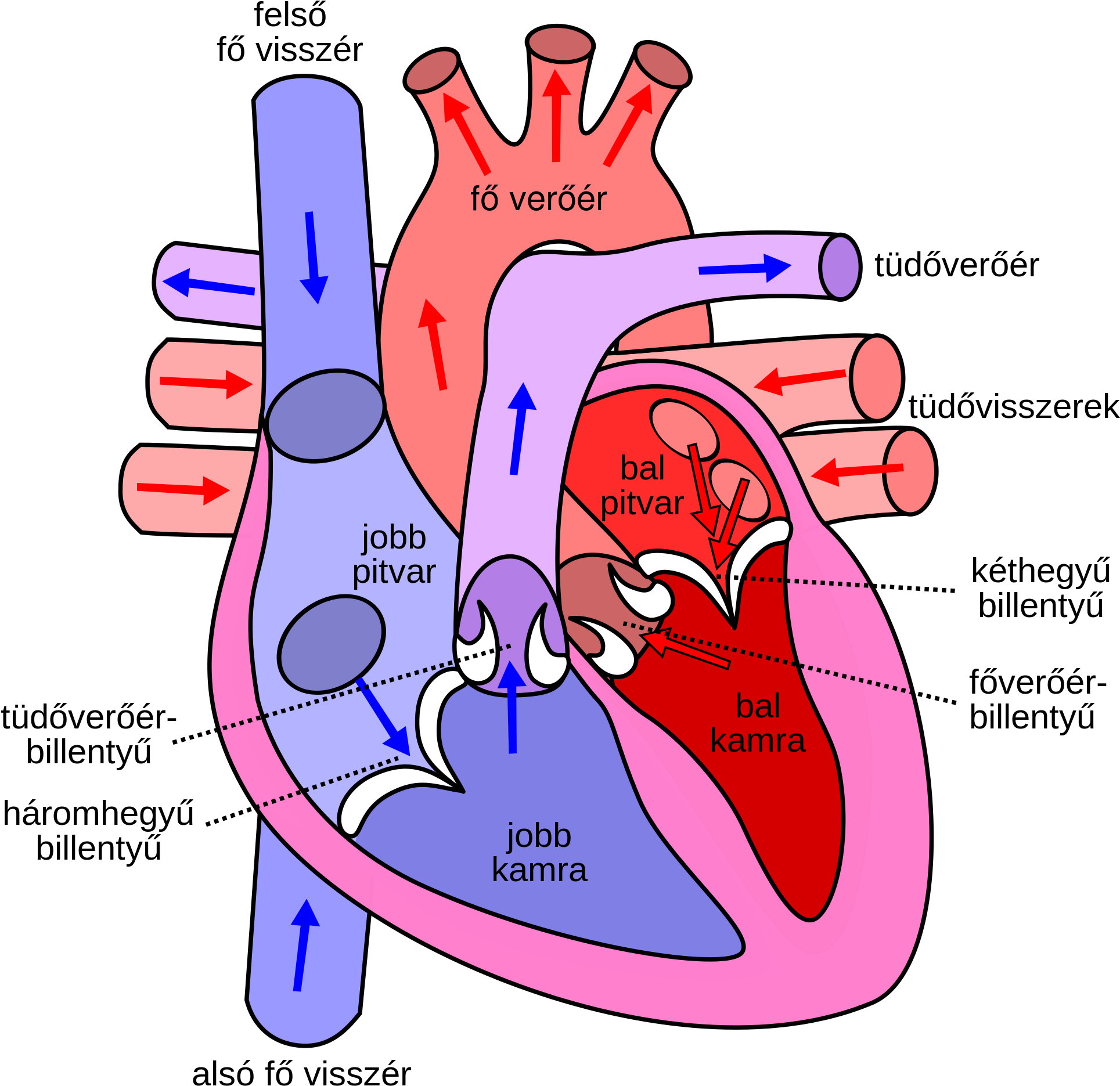 Download HD Open - Human Heart Transparent PNG Image - NicePNG.com