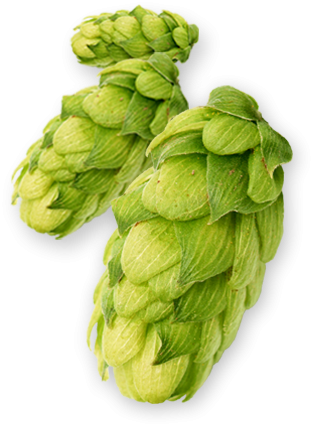 Download Hop-centennial - Hop Png - HD Transparent PNG - NicePNG.com