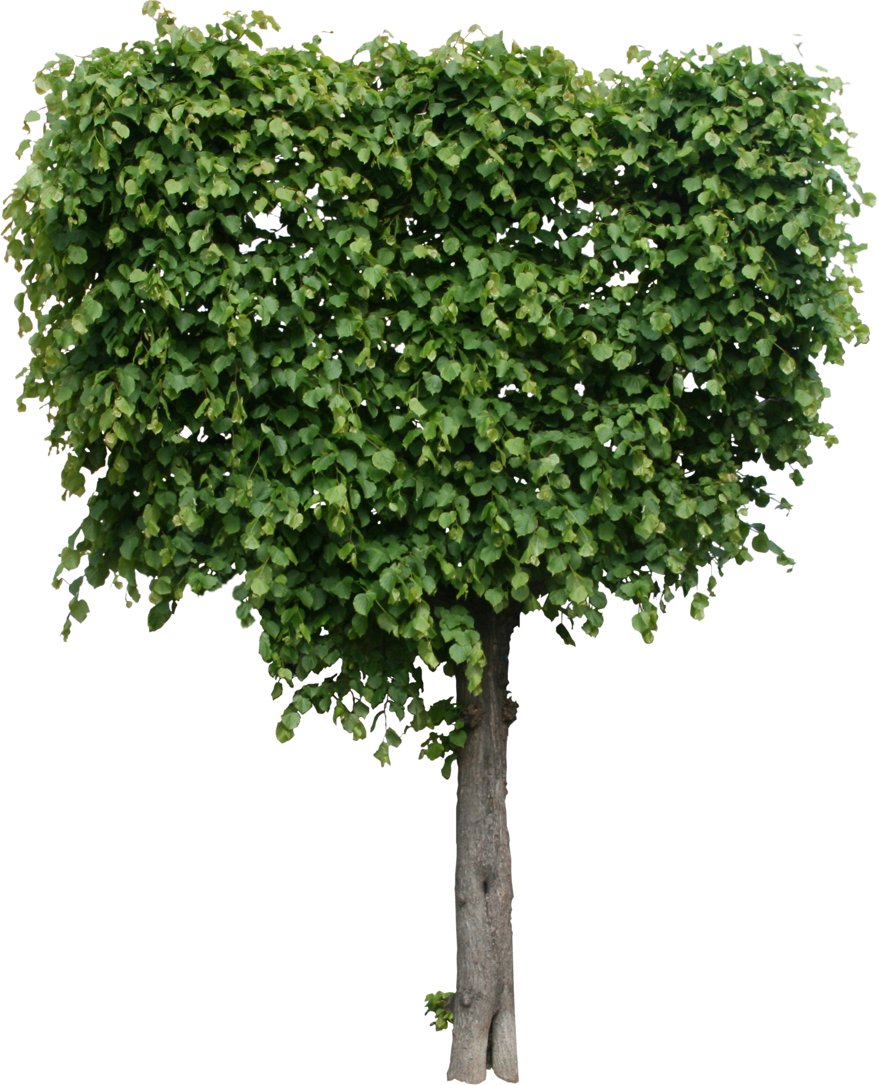 Download Modeled Tree Texture Png - High Quality Tree Png - HD ...