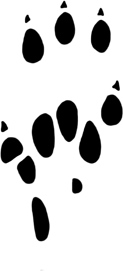Download HD Paw Prints Clipart Rat Paw 25 Mm - Rat Paw Print Png ...