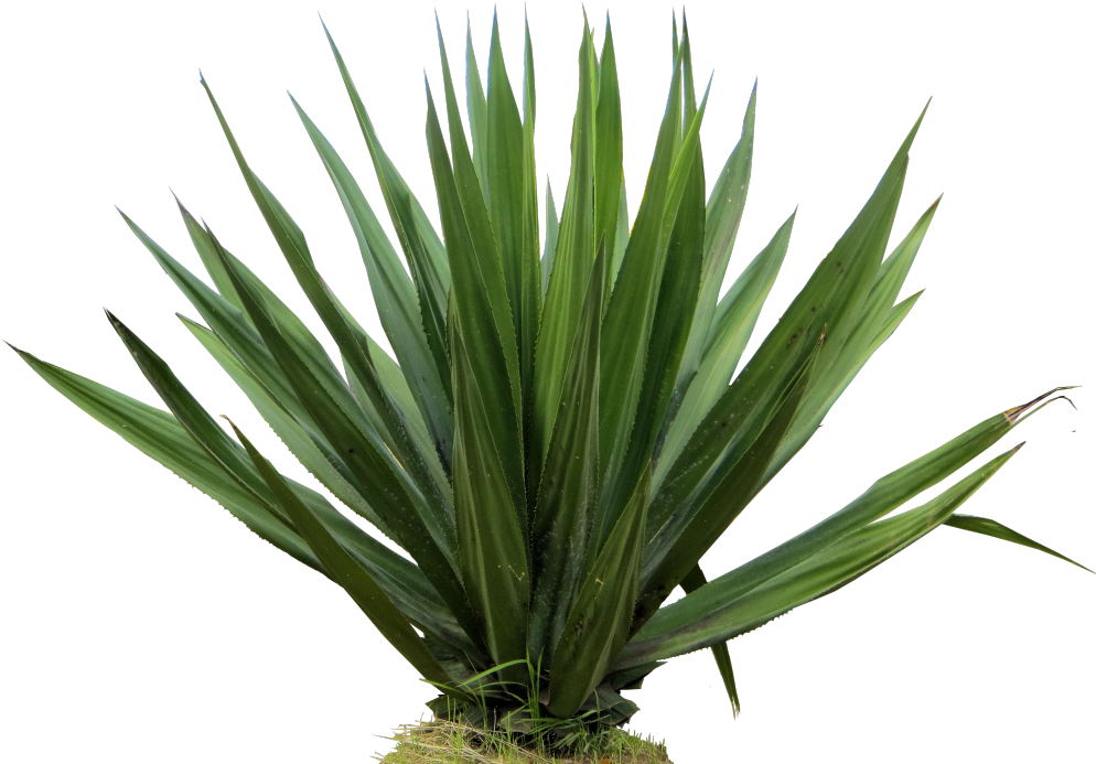Download HD Agave Plant Png Free - Furcraea Foetida Png Transparent PNG ...