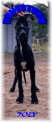 Download HD Guard Dog Transparent PNG Image - NicePNG.com