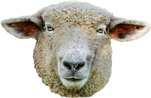 Download Sheep Head Png Svg Royalty Free Library - Sheep - HD ...