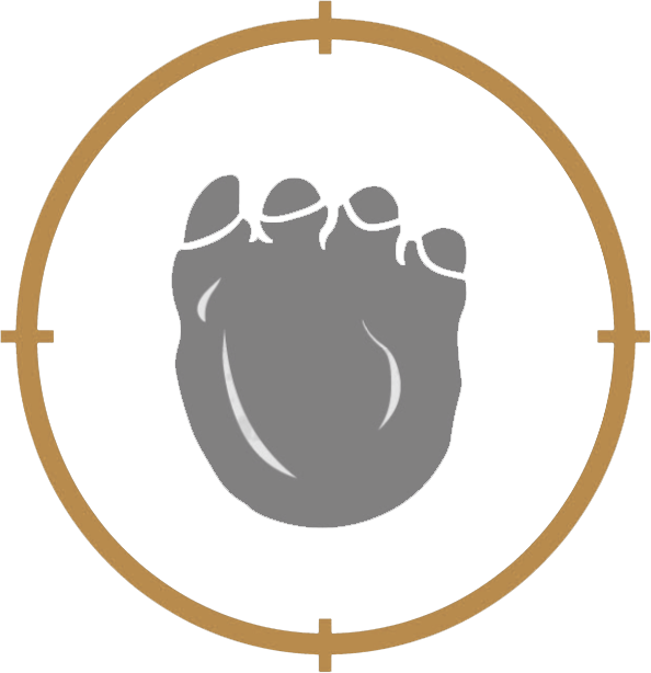 Download HD Brachiosaurus - Brachiosaurus Footprints Transparent PNG ...