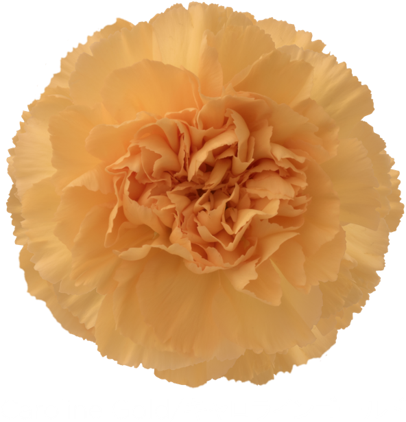 Download HD Colibri Flowers Carnation Caroline Gold, Grower Of ...