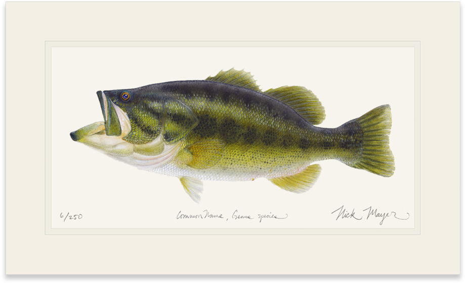 Download Largemouth Bass - HD Transparent PNG - NicePNG.com