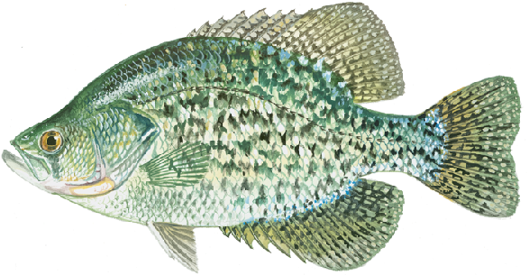 Download Choose From Four Of Ray Roberts Best Fish - Black Crappie - HD ...