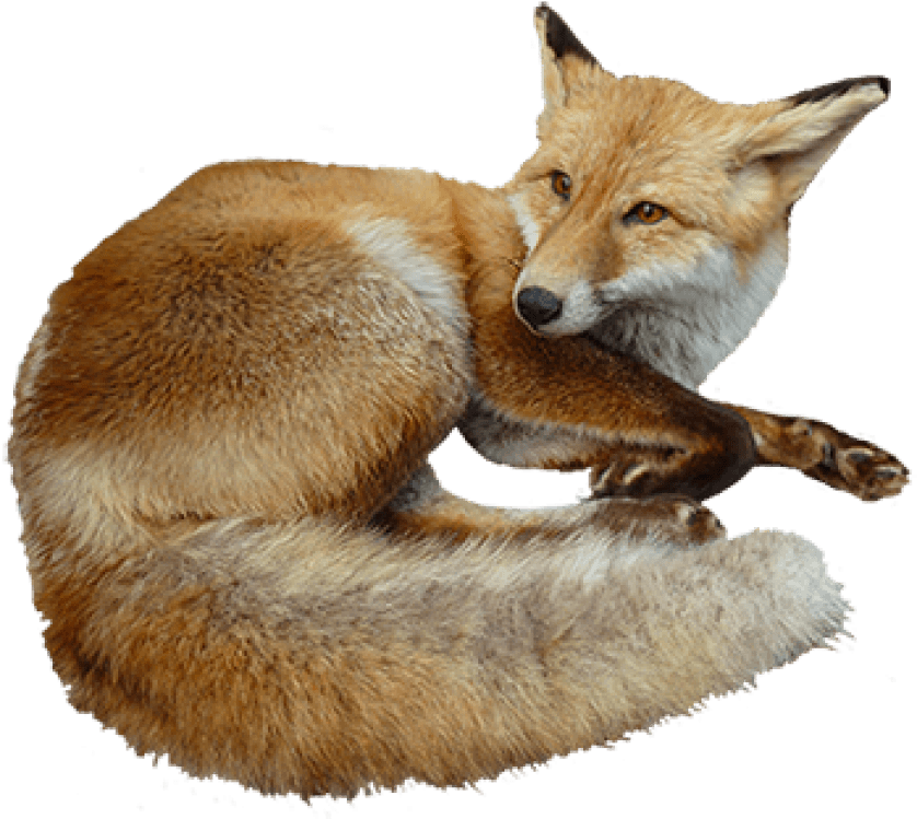 Download Free Png Fox Png Images Transparent - Clipart Animals Real ...