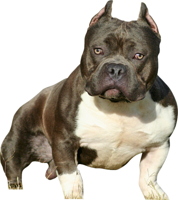 American Bully Psd - Desenho Animado Do American PNG image free ...