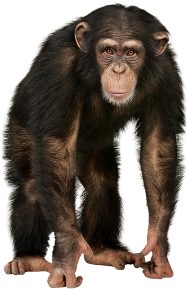 Download Chimp On White Background - HD Transparent PNG - NicePNG.com