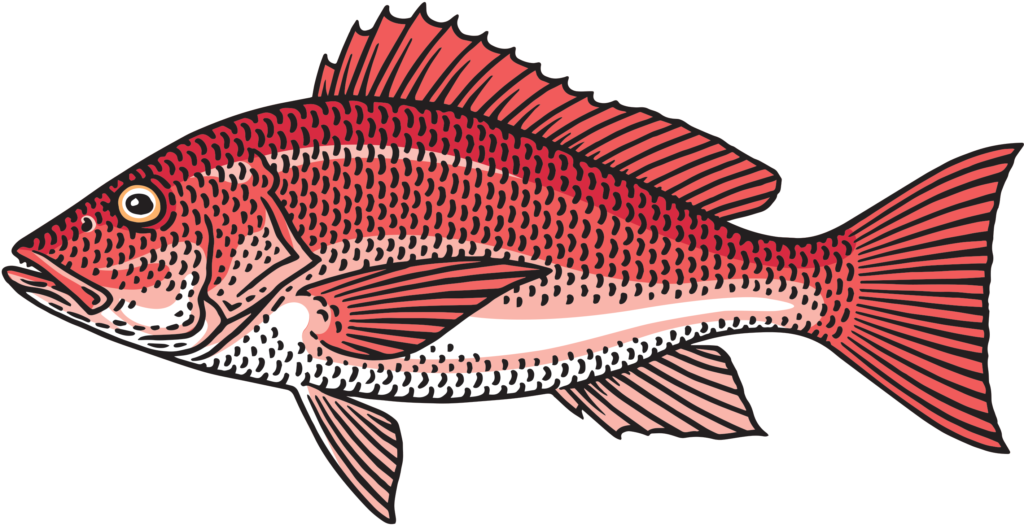 Download Snapper-1024x540 - Red Snapper Clipart - HD Transparent PNG ...