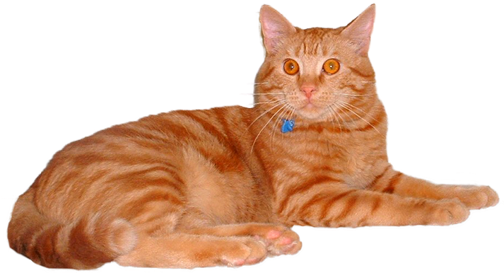 Download Feline Vaccines - Orange Tabby Cat Transparent Background - HD ...