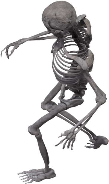 Download Skeleton Arm Png - Skeleton - HD Transparent PNG - NicePNG.com
