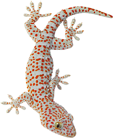 Download HD Tokay Gecko, Lizard, Animals Of Southeast Asia By ...