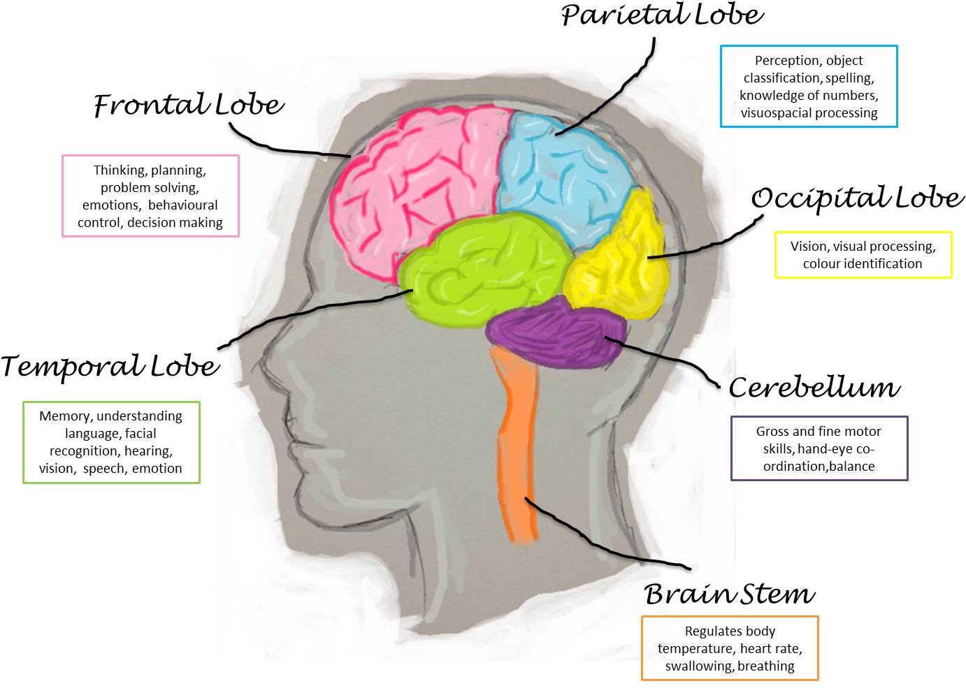 Download HD Brain Lobes And Functions Transparent PNG Image - NicePNG.com